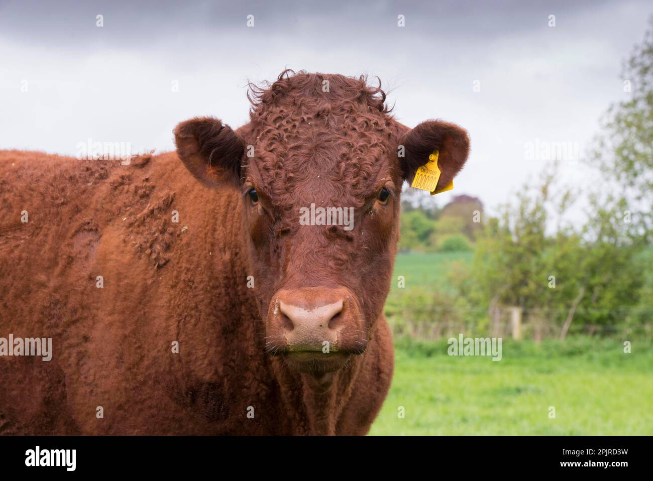 Domestic cattle, Red Ruby Devon heifer, close-up of head, at pasture ...
