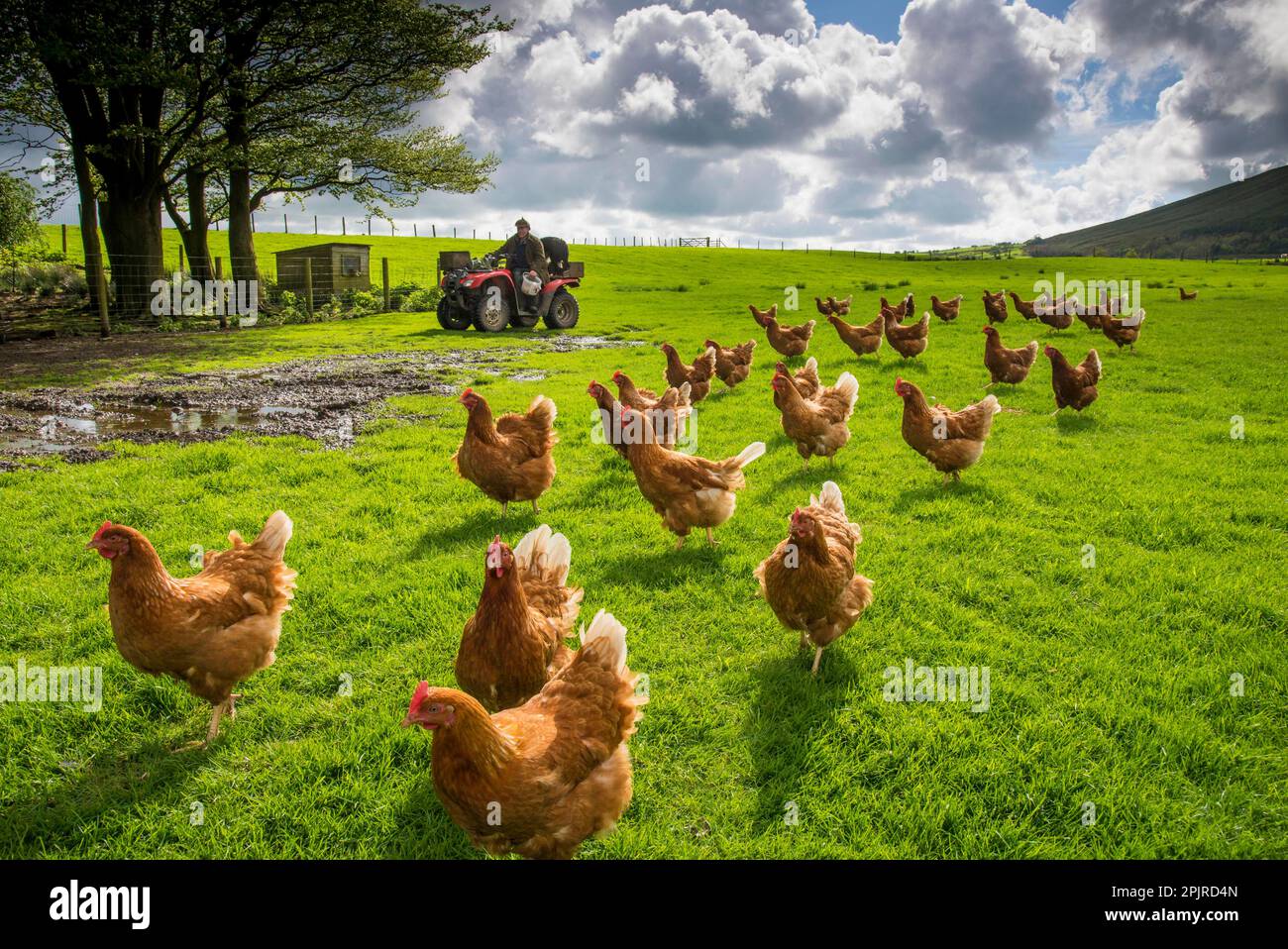 Domestic chickens, free-range hens, flock on pasture, fed by farmer on ...