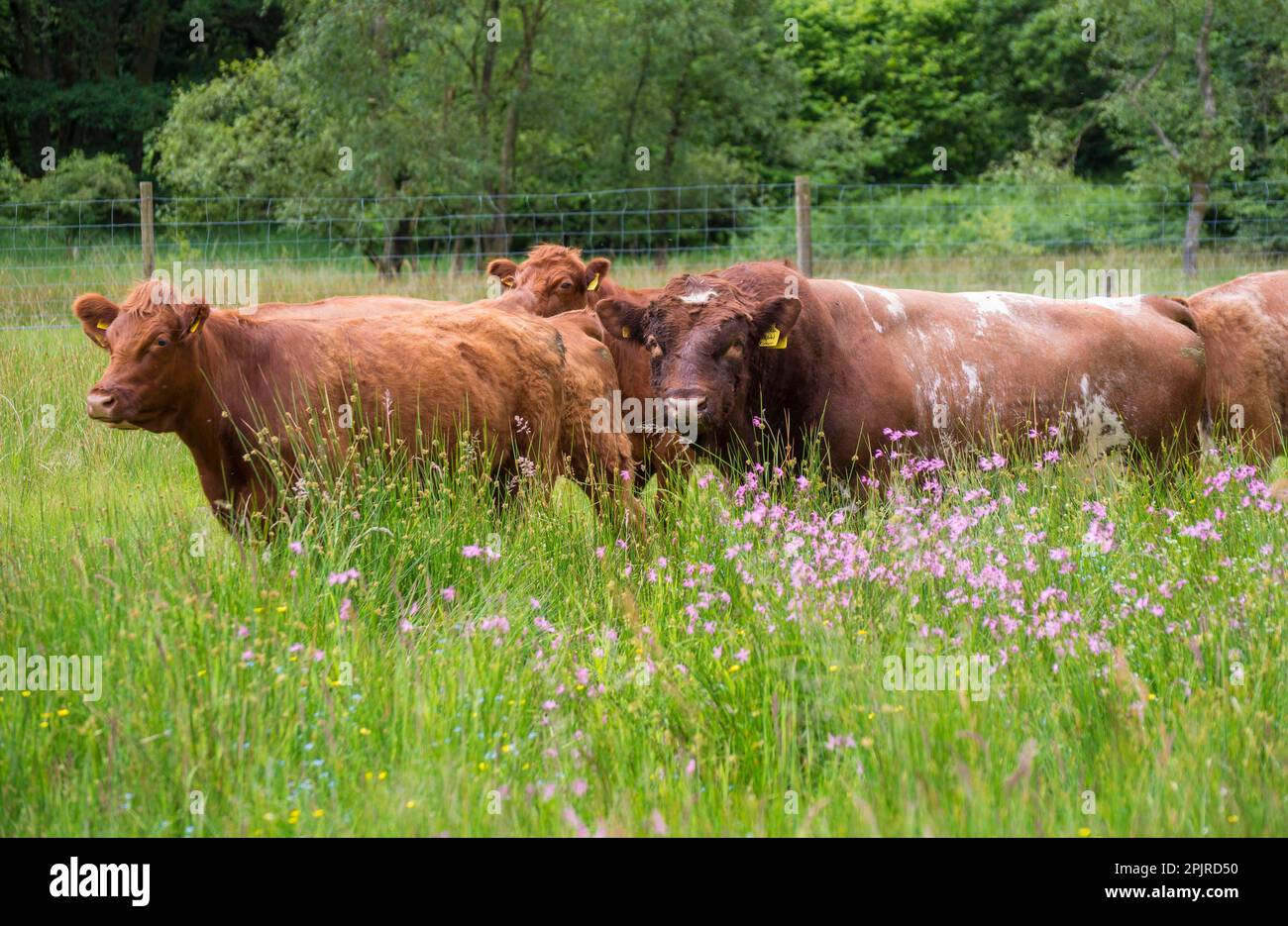 Luing cows hi-res stock photography and images - Alamy