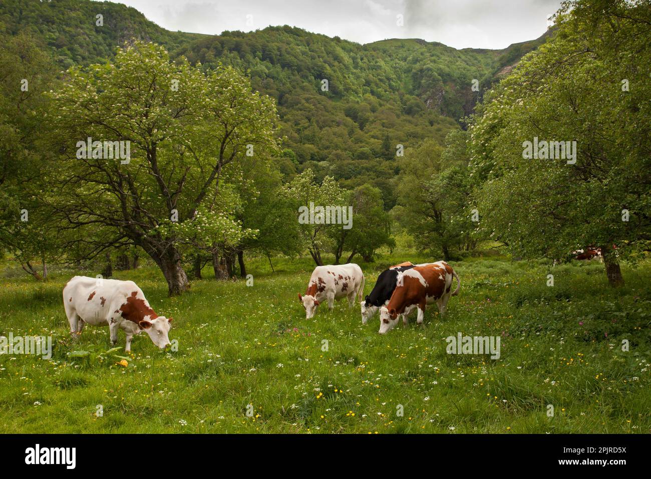 Domestic cattle, cows grazing on high pastures, Vallee de Chaudefour ...