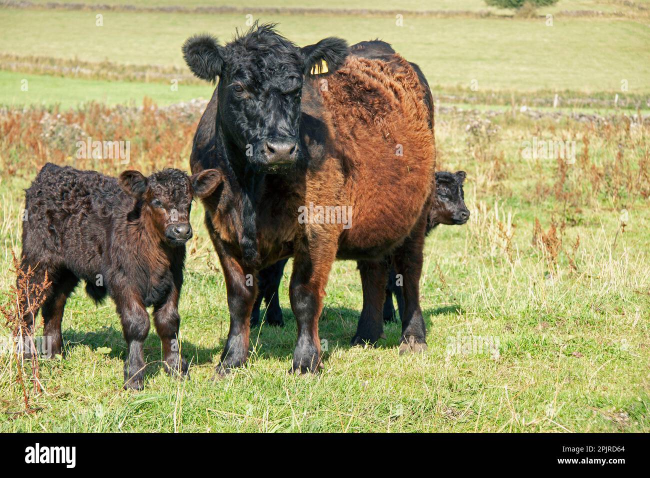 Domestic cattle three calves hi-res stock photography and images - Alamy