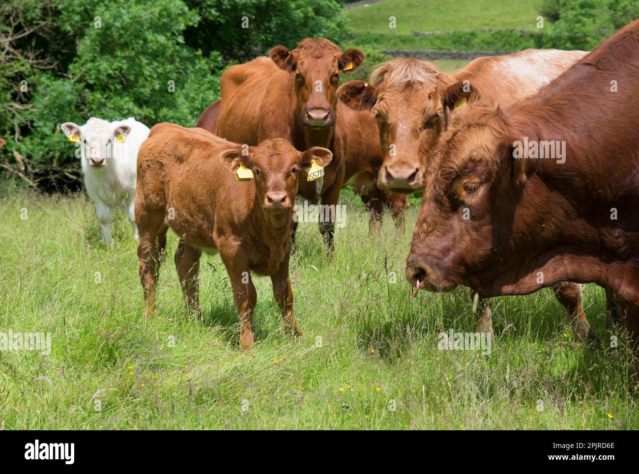 Luing cows hi-res stock photography and images - Alamy