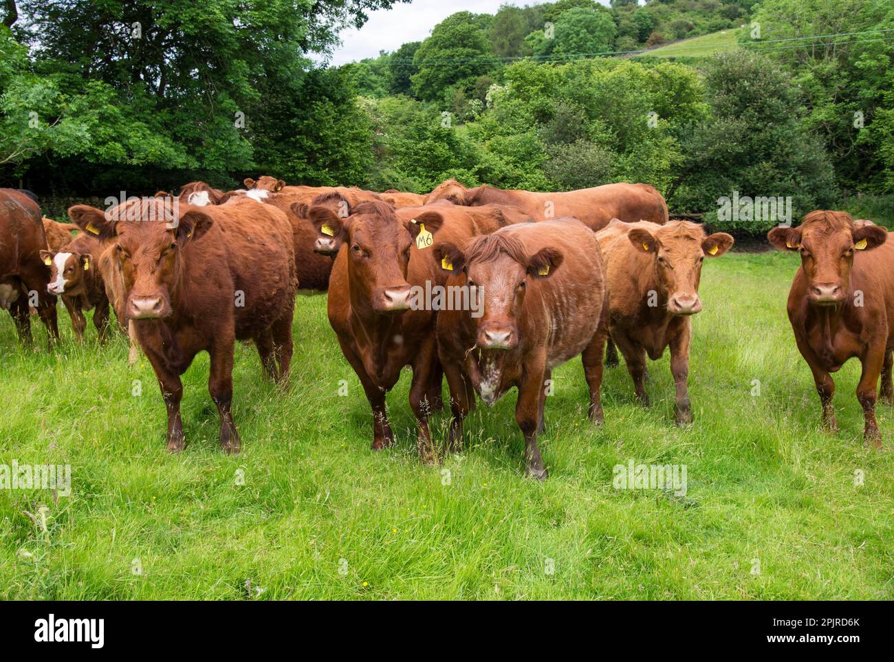 Luing cows hi-res stock photography and images - Alamy