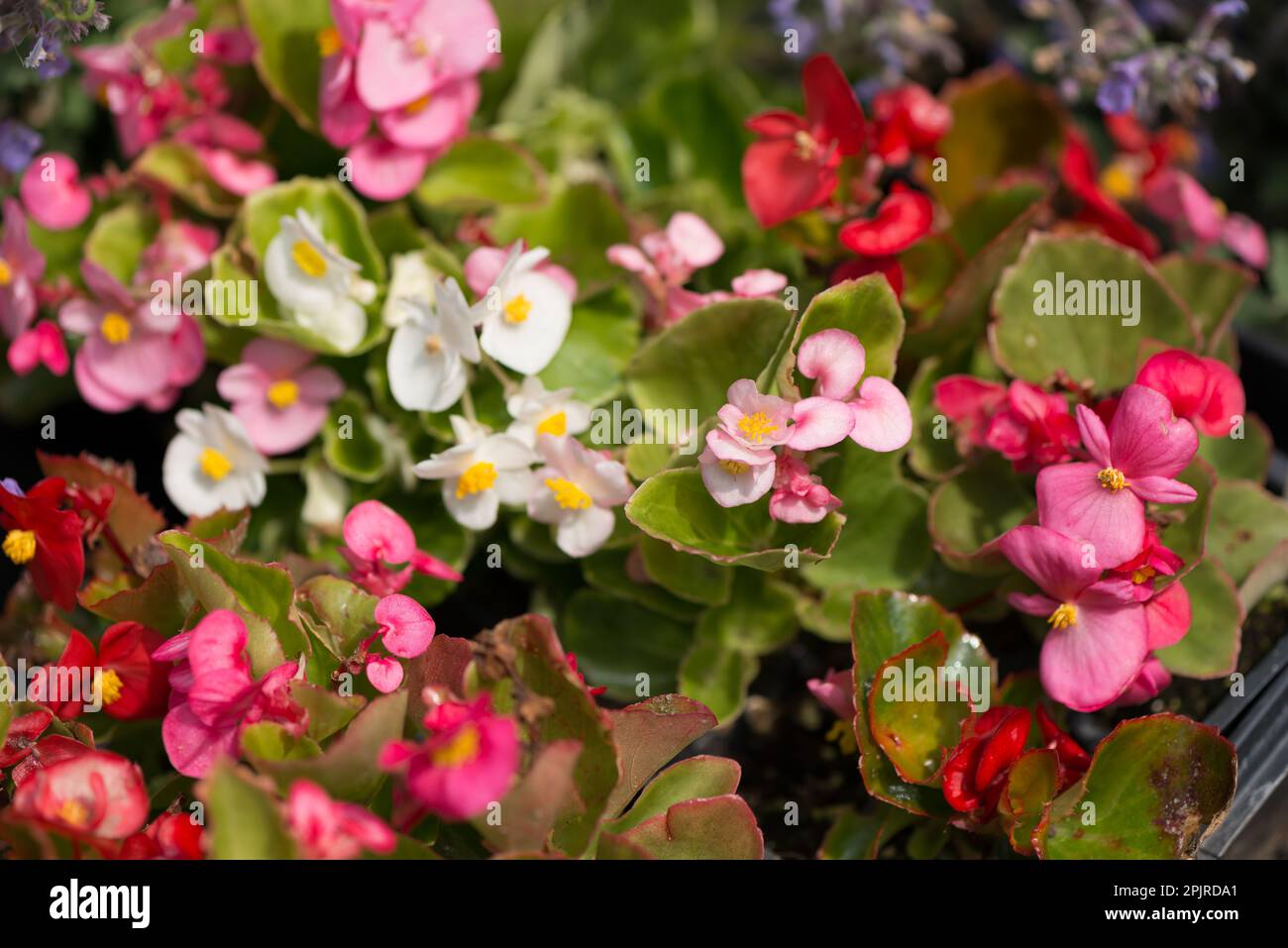 flat of common flower garden variety begonia flower starters in the sun ...