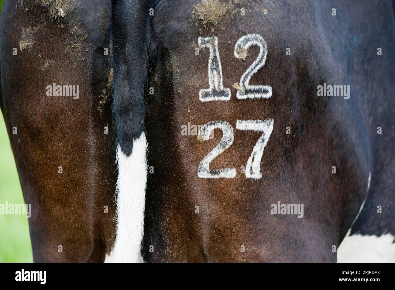 Domestic Cattle, dairy cow, close-up of identification number freeze ...