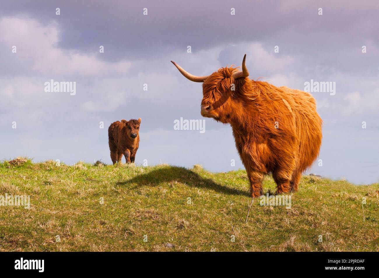 Domestic Cattle, Highland cow and calf, standing in moorland, North ...