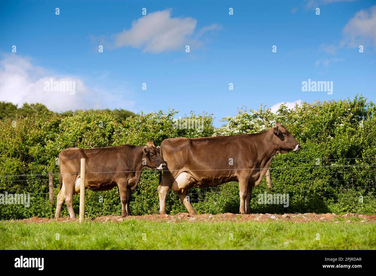 Domestic cattle, Brown Swiss dairy cows, on their way to the milking ...