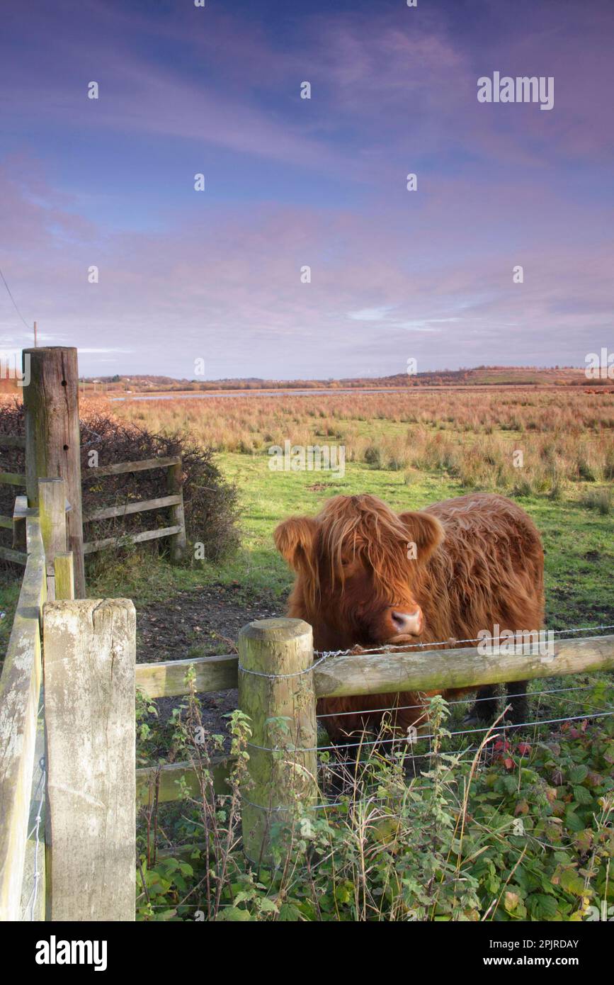 Domestic cattle, upland calf, standing beside fence on edge of ...