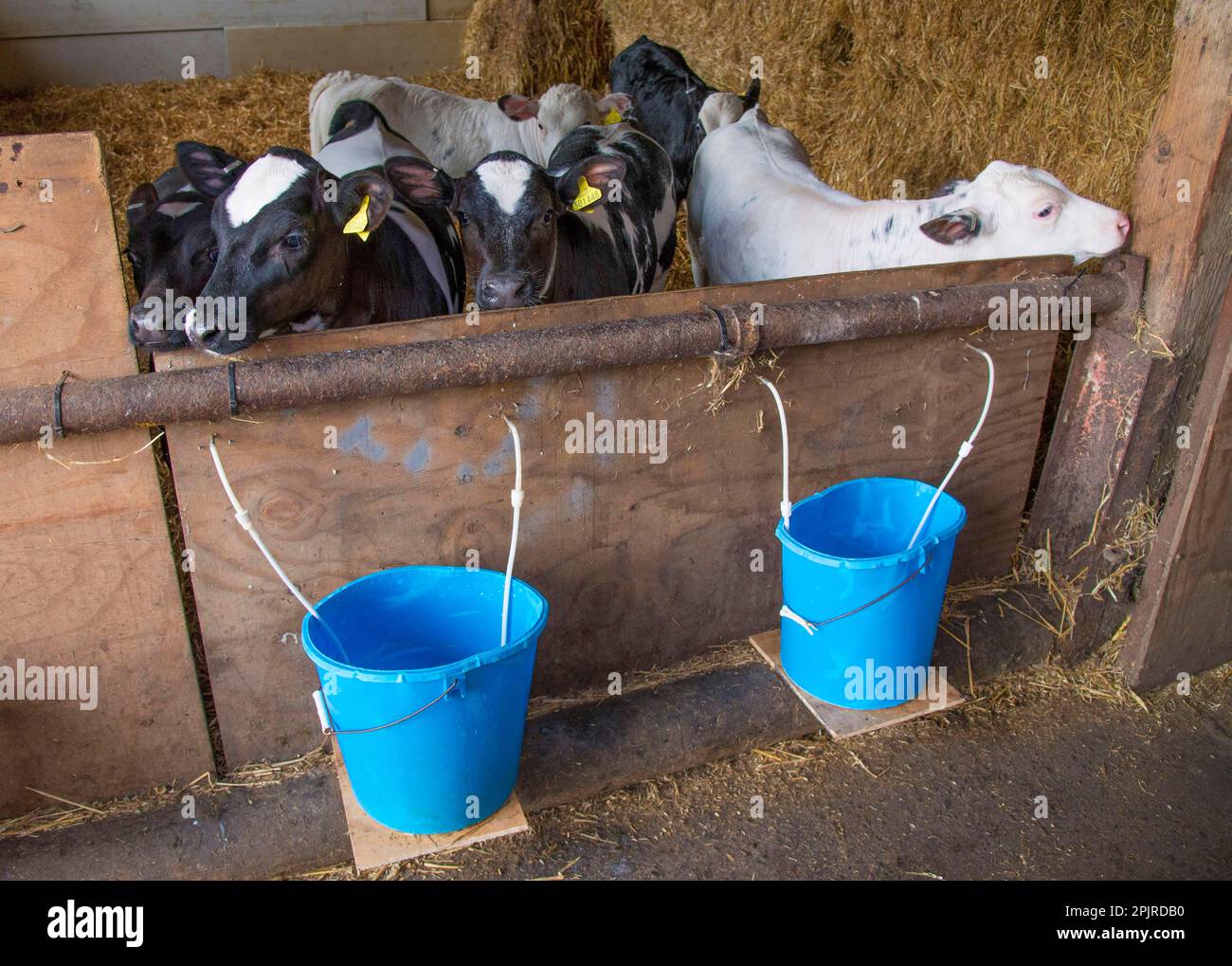 Domestic Cattle, British Blue x Holstein calves, in straw pen with ...