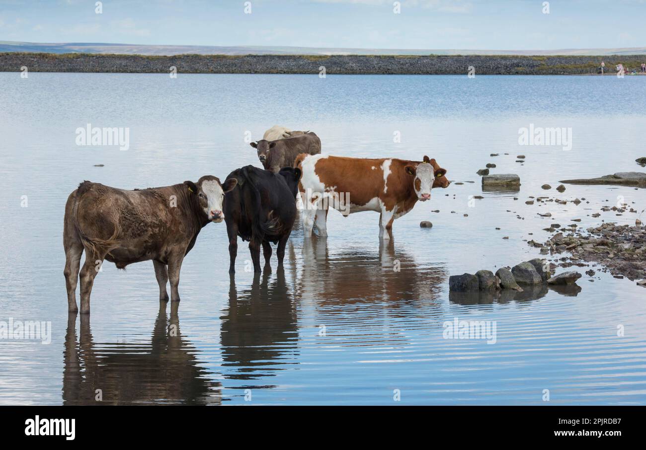 Domestic Cattle, beef herd, standing in shallow water at edge of ...