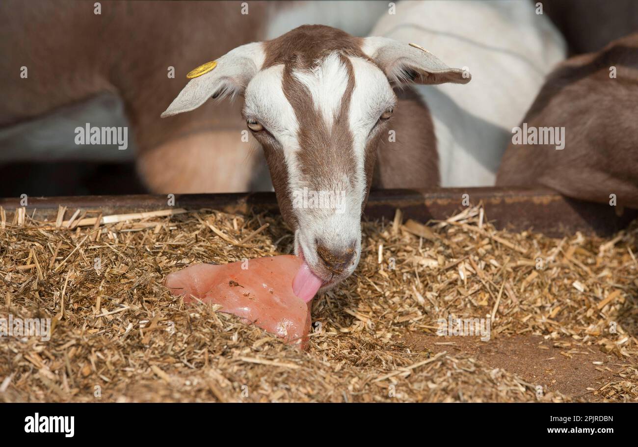 Domestic Goat, Toggenburg nanny, close-up of head, licking mineral ...
