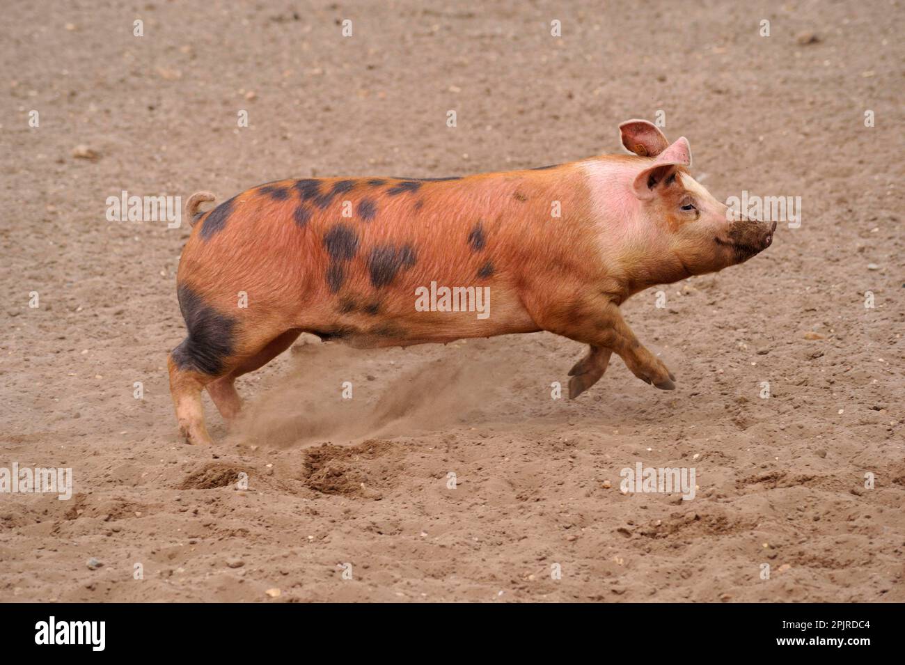 Domestic pig, Pietrain cross, adult, running in field on commercial ...