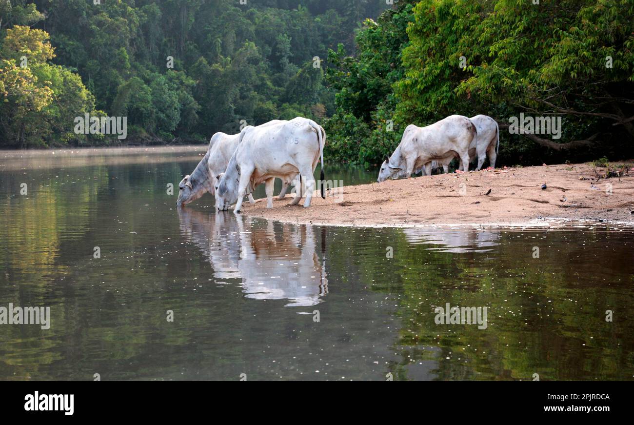 Domestic cattle, brahma cattle (Bos indicus) cows, drinking from ...