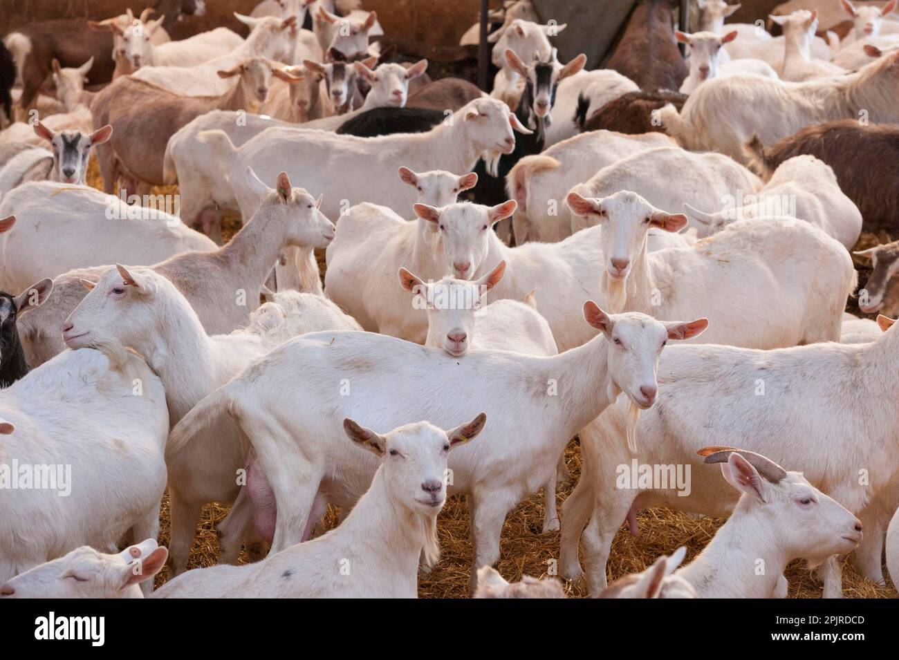 Domestic goat, Saanen, Toggenburg and British alpine kid goats, dairy ...