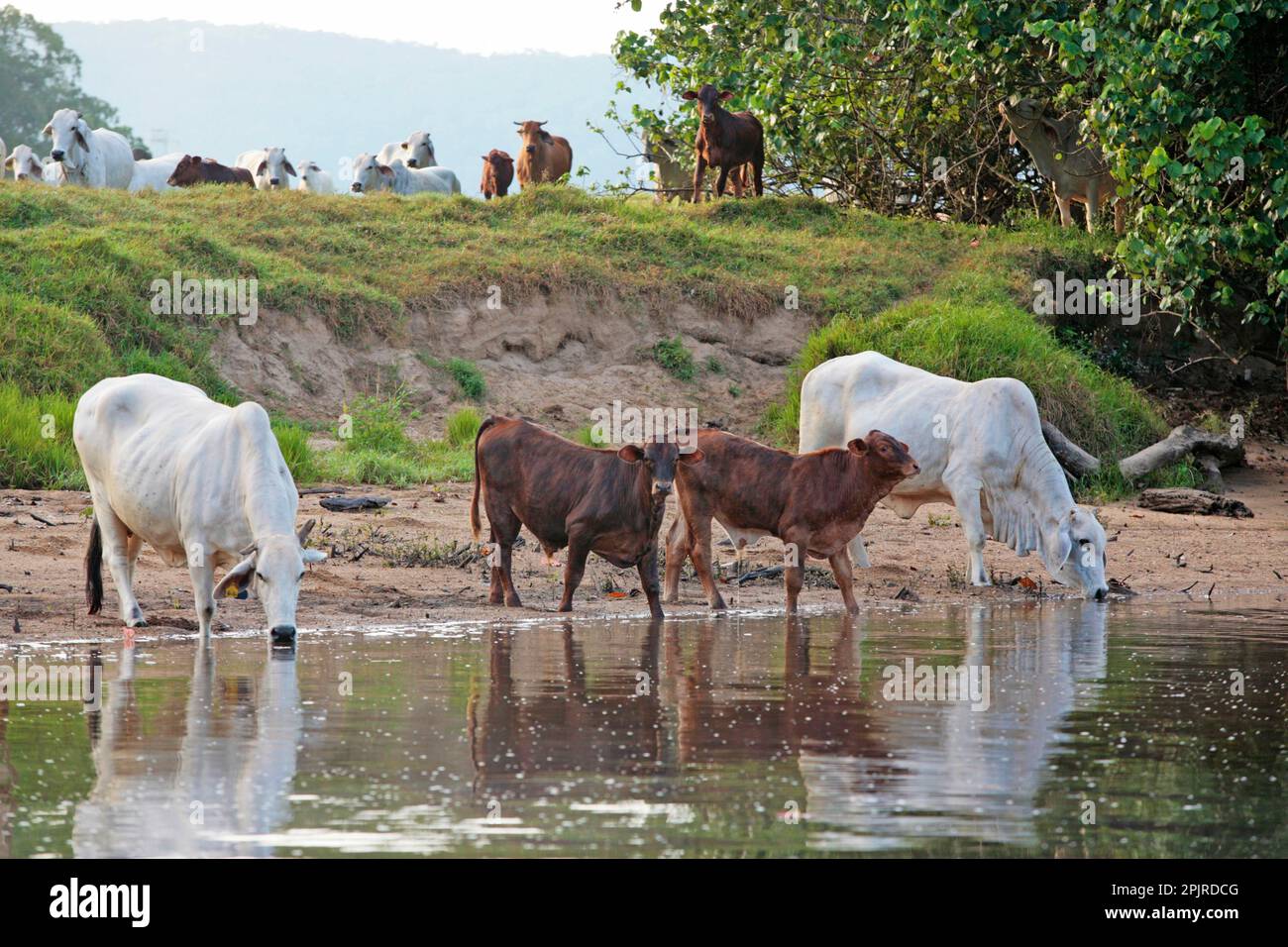 Domestic cattle, brahma cattle (Bos indicus) cows and calves, drinking ...