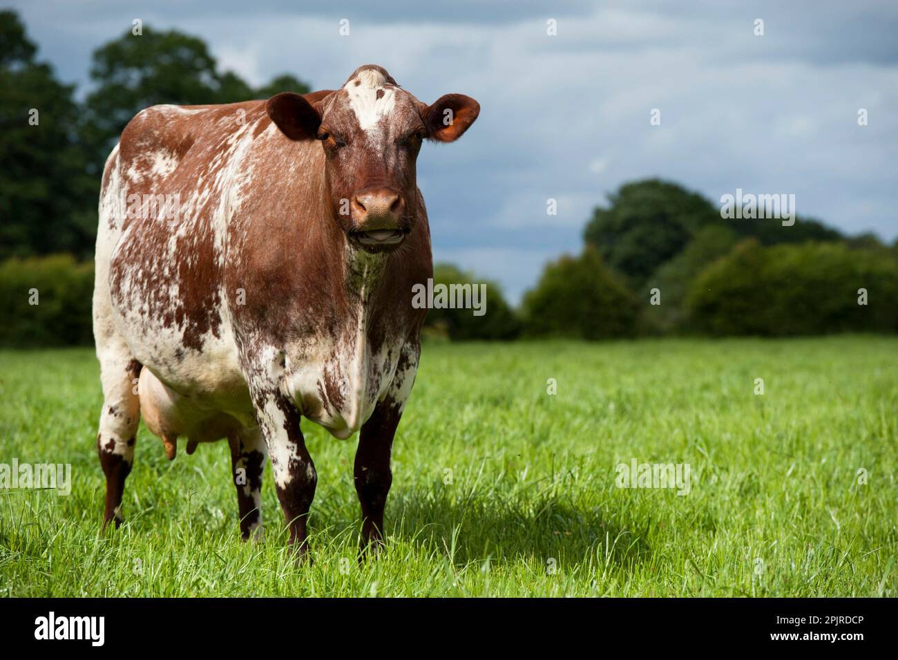 Milking Shorthorn Heifer