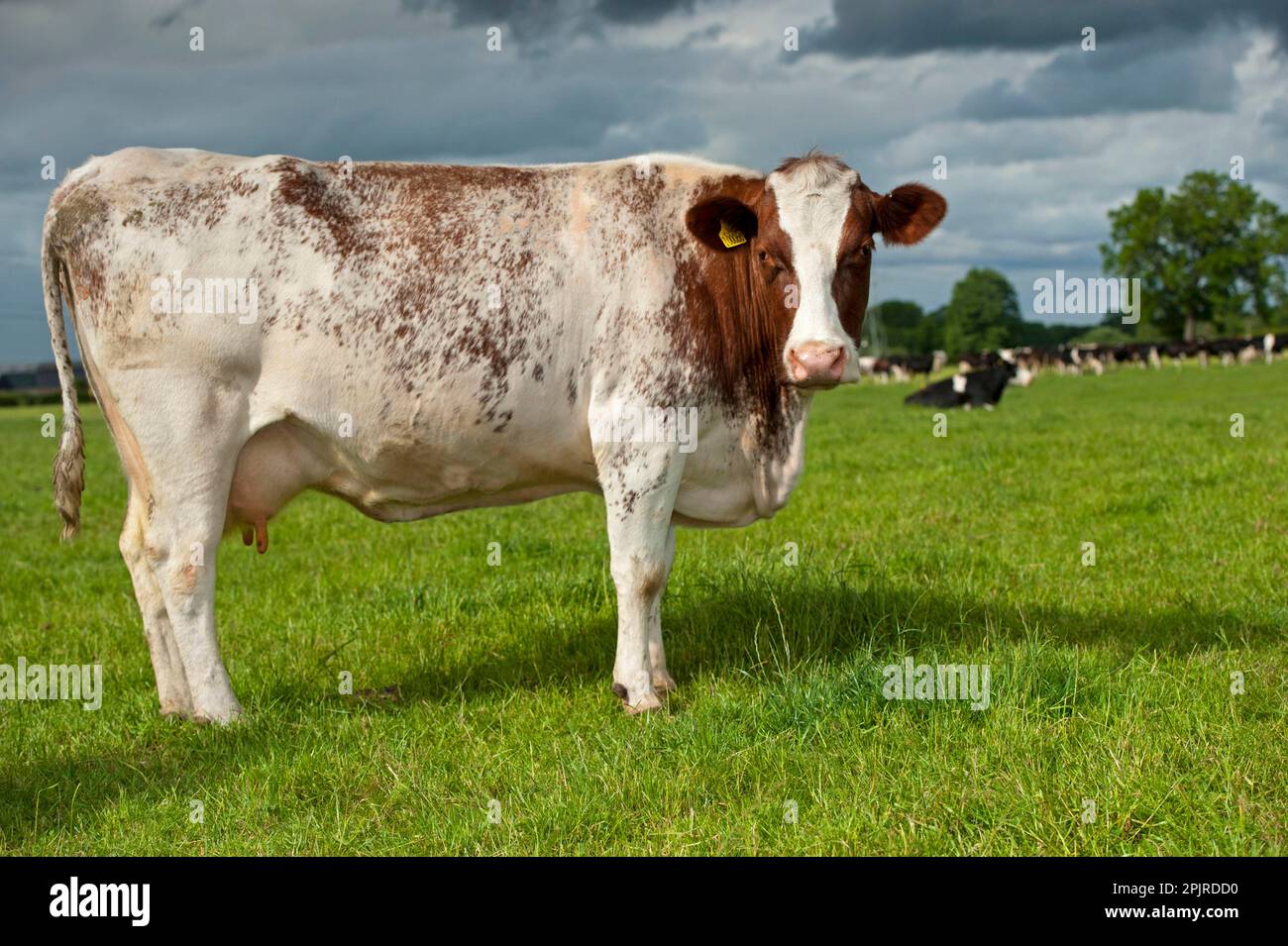Northern dairy shorthorn cattle hi-res stock photography and images - Alamy