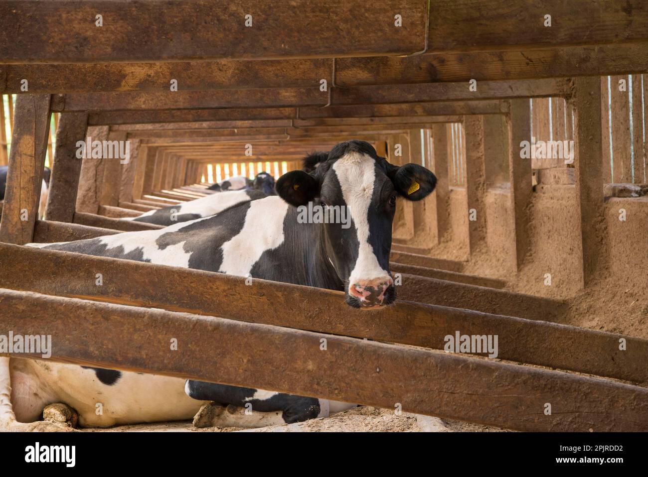 Dairy farming, Holstein dairy cows, resting in wooden cubicle house on ...