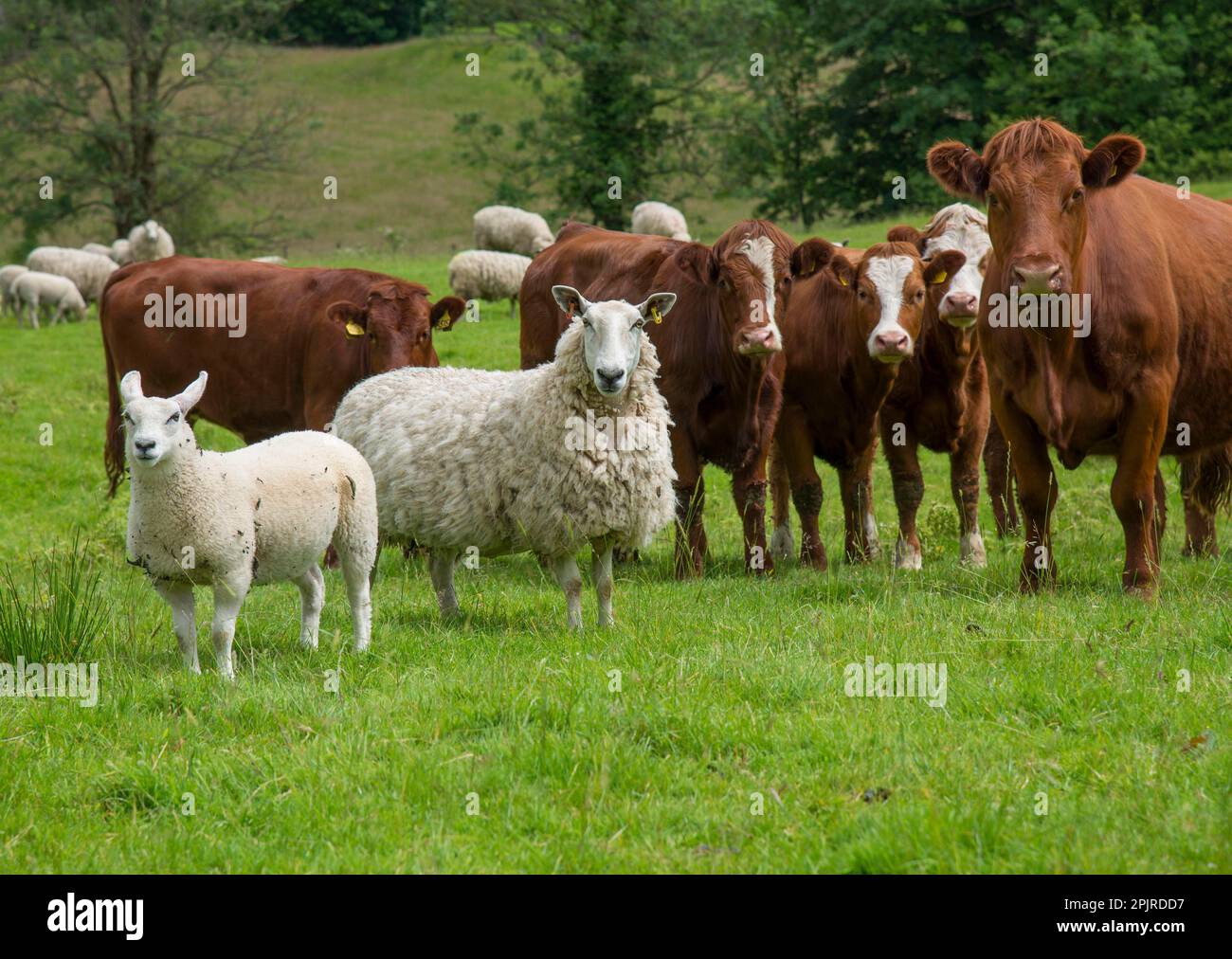 Domestic Sheep, Cheviot mule, ewe with lamb, with Domestic Cattle ...