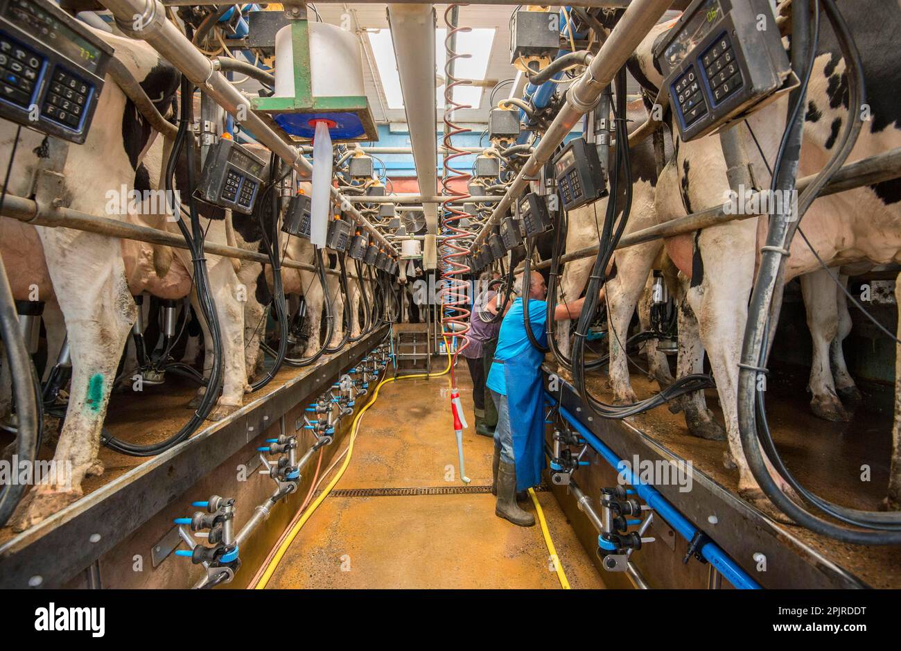 Dairy farming, Holstein cows being milked in herringbone milking ...