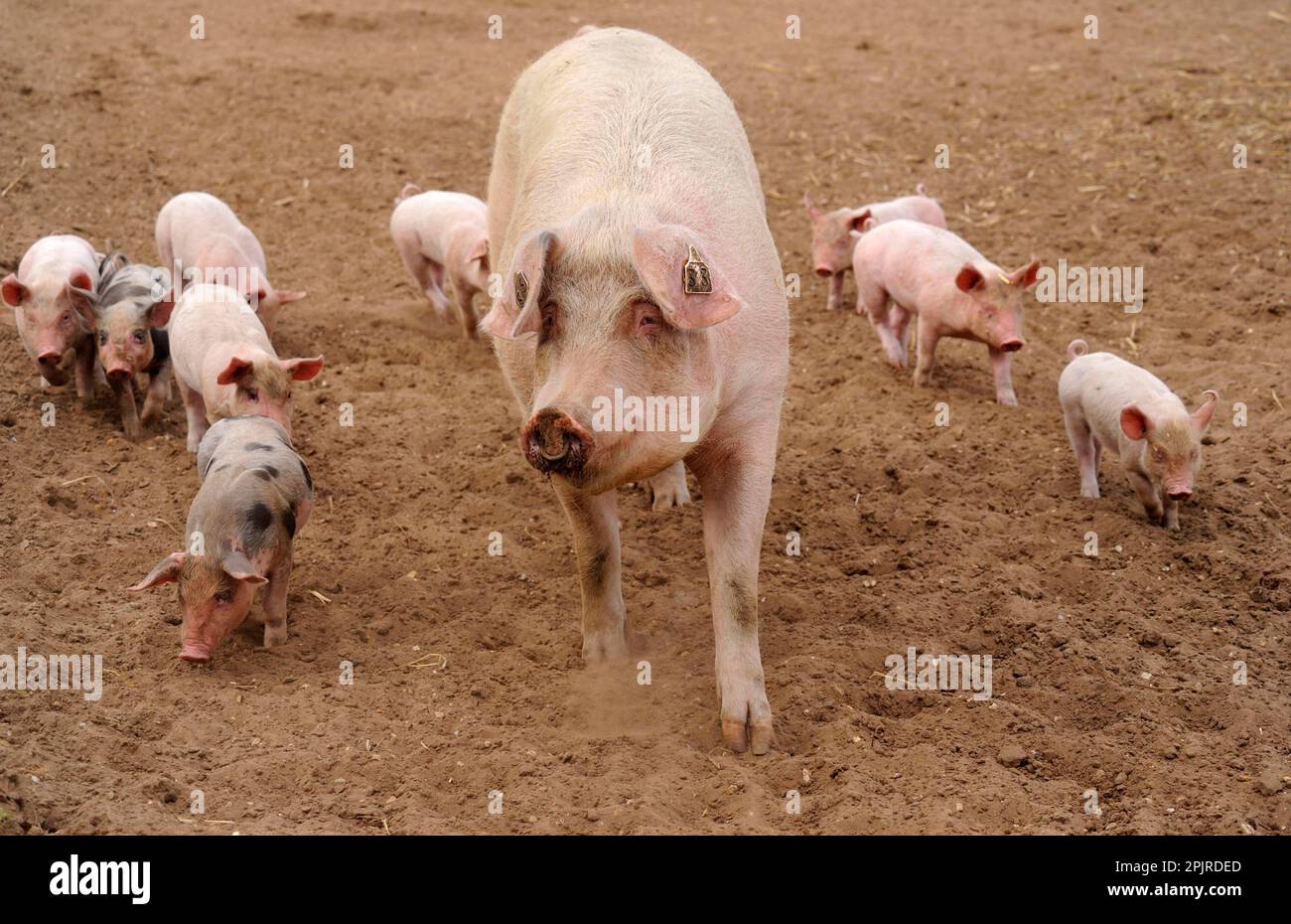 Domestic pig, sow, with piglets of the crossbreed Pietrain, in the open ...