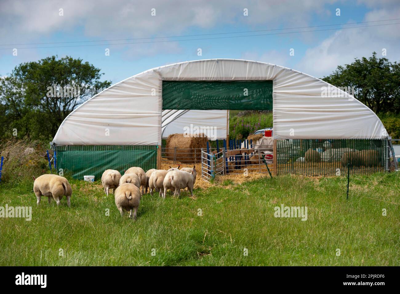 Domestic Sheep, flock heading into polytunnel shed to keep out of heat ...
