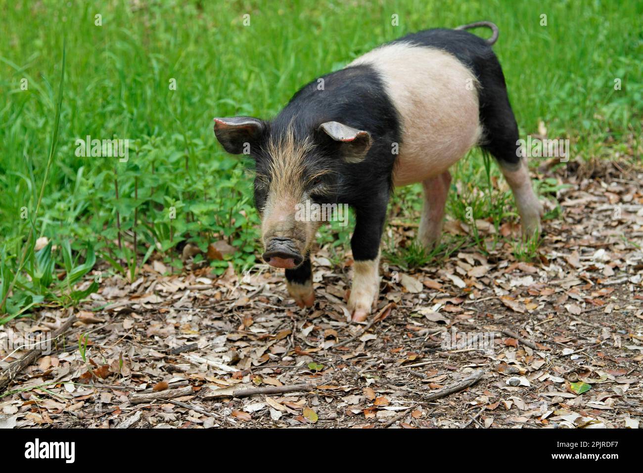Boar road france hi-res stock photography and images - Alamy