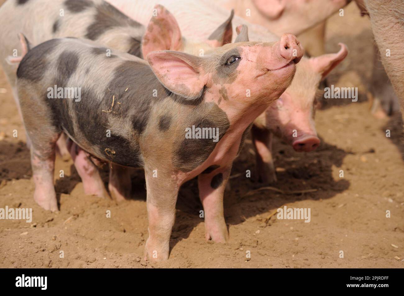 Pig unit hi-res stock photography and images - Alamy