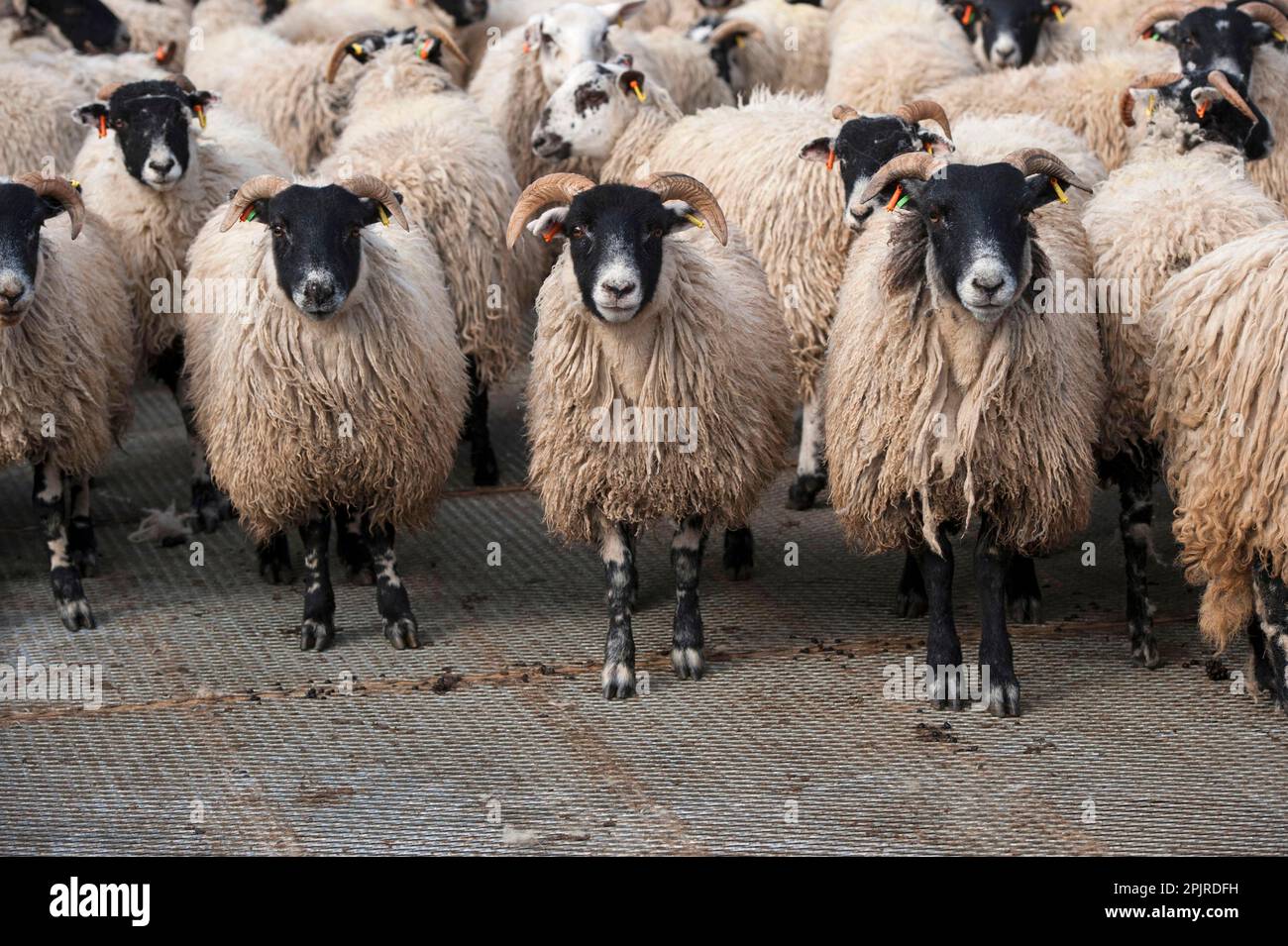 Domestic Sheep, wether lambs, flock standing on slats to minimise foot ...