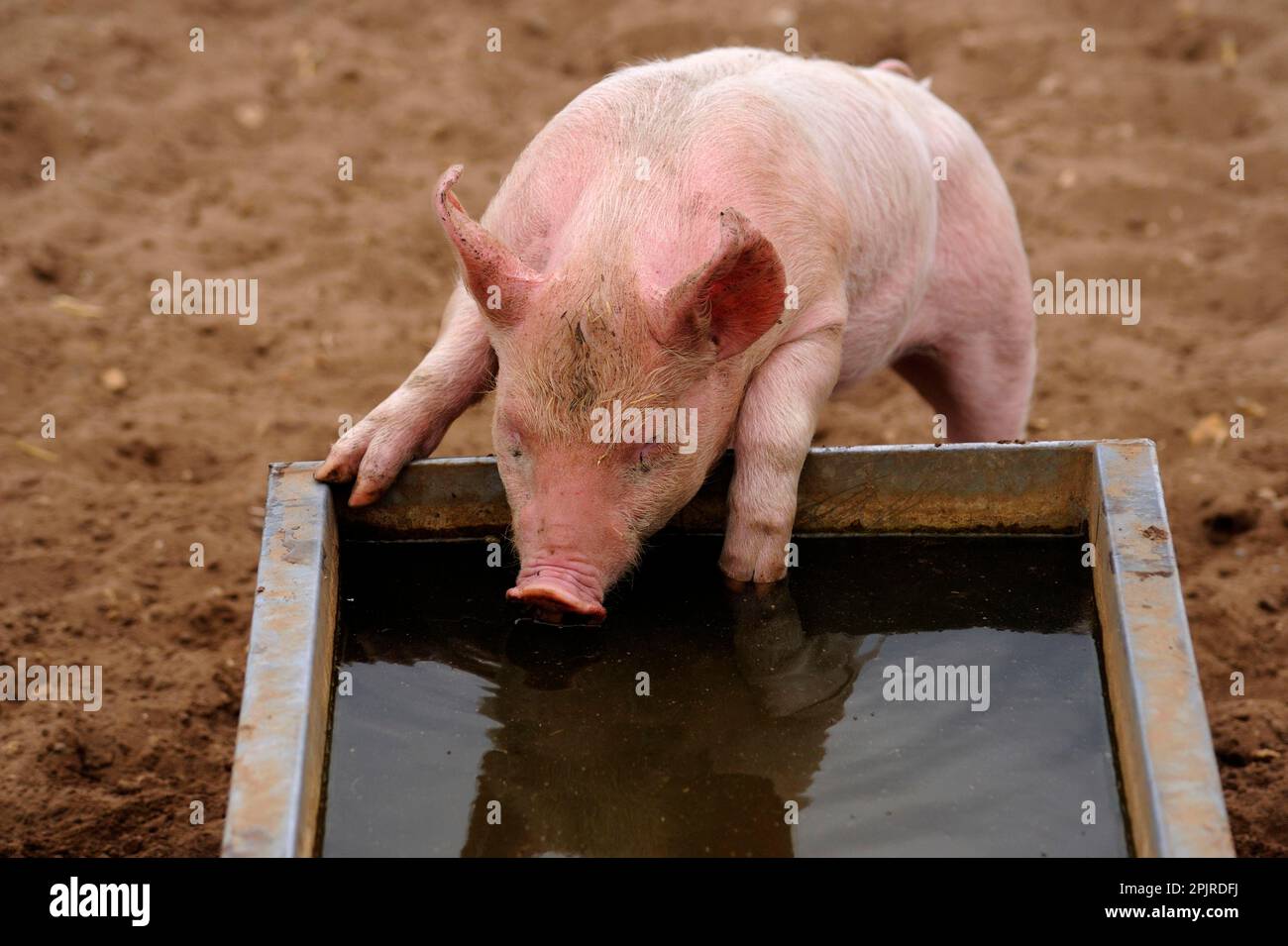Domestic pig, piglet, drinking trough from water trough in field on ...