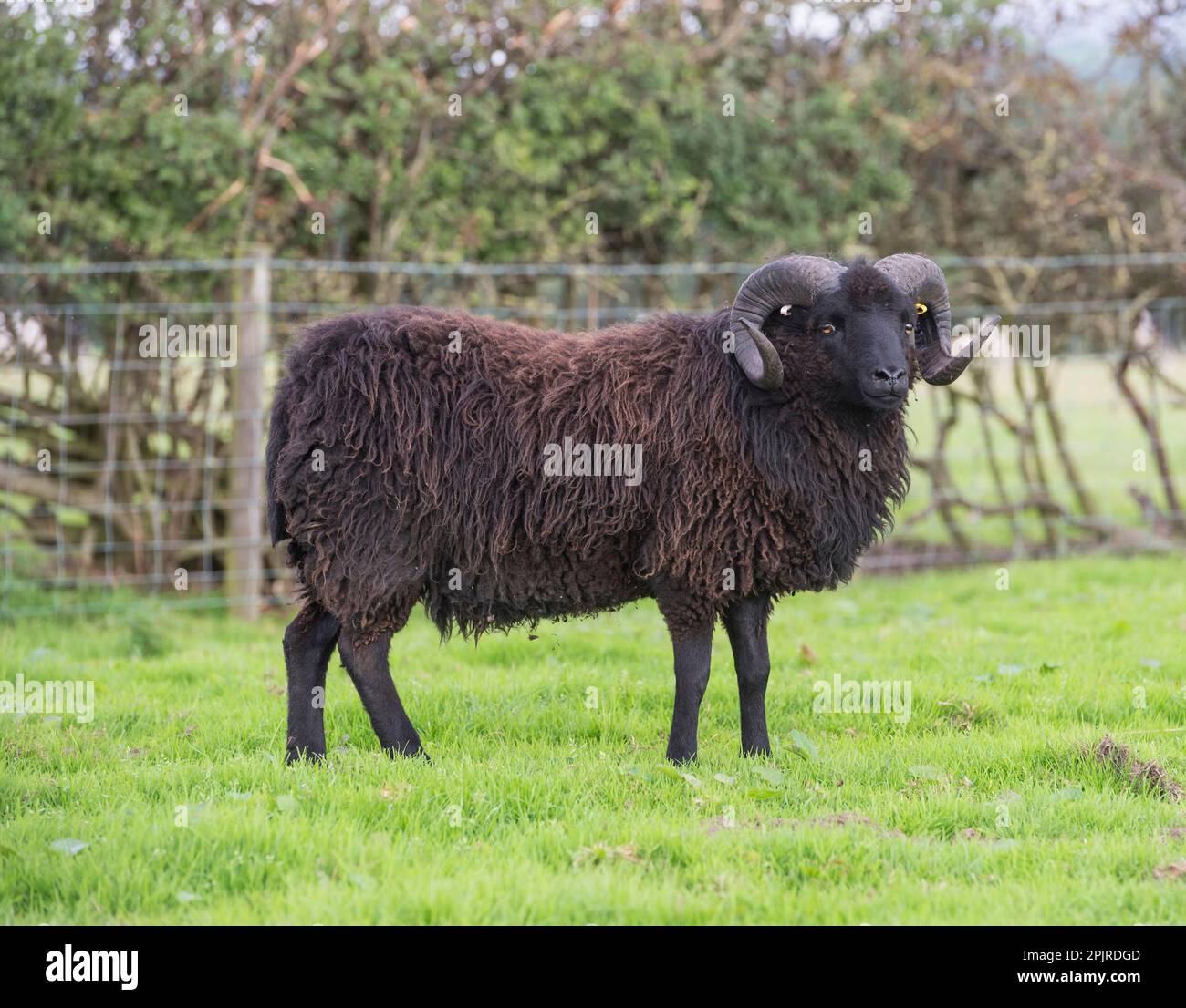 Domestic Sheep, Hebridean, ram, standing in pasture, Gisburn, Lancashire, England, United ...