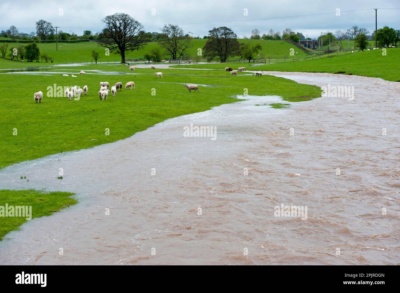 Domestic Sheep, flock stranded in pasture by flooding river, Cumbria ...