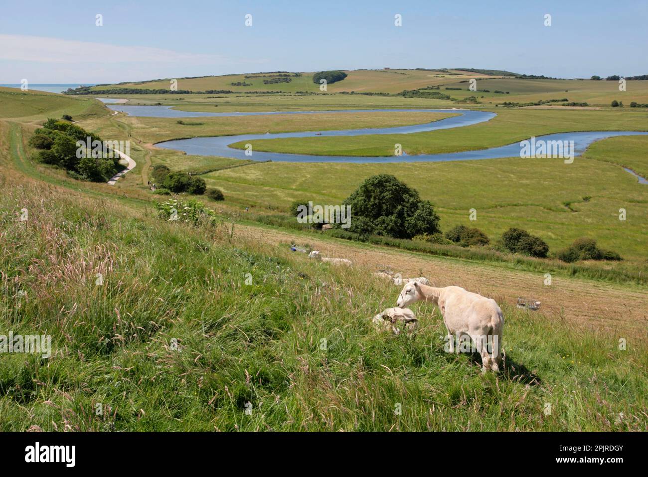Domestic sheep, flock, grazing on hillside overlooking meandering river ...
