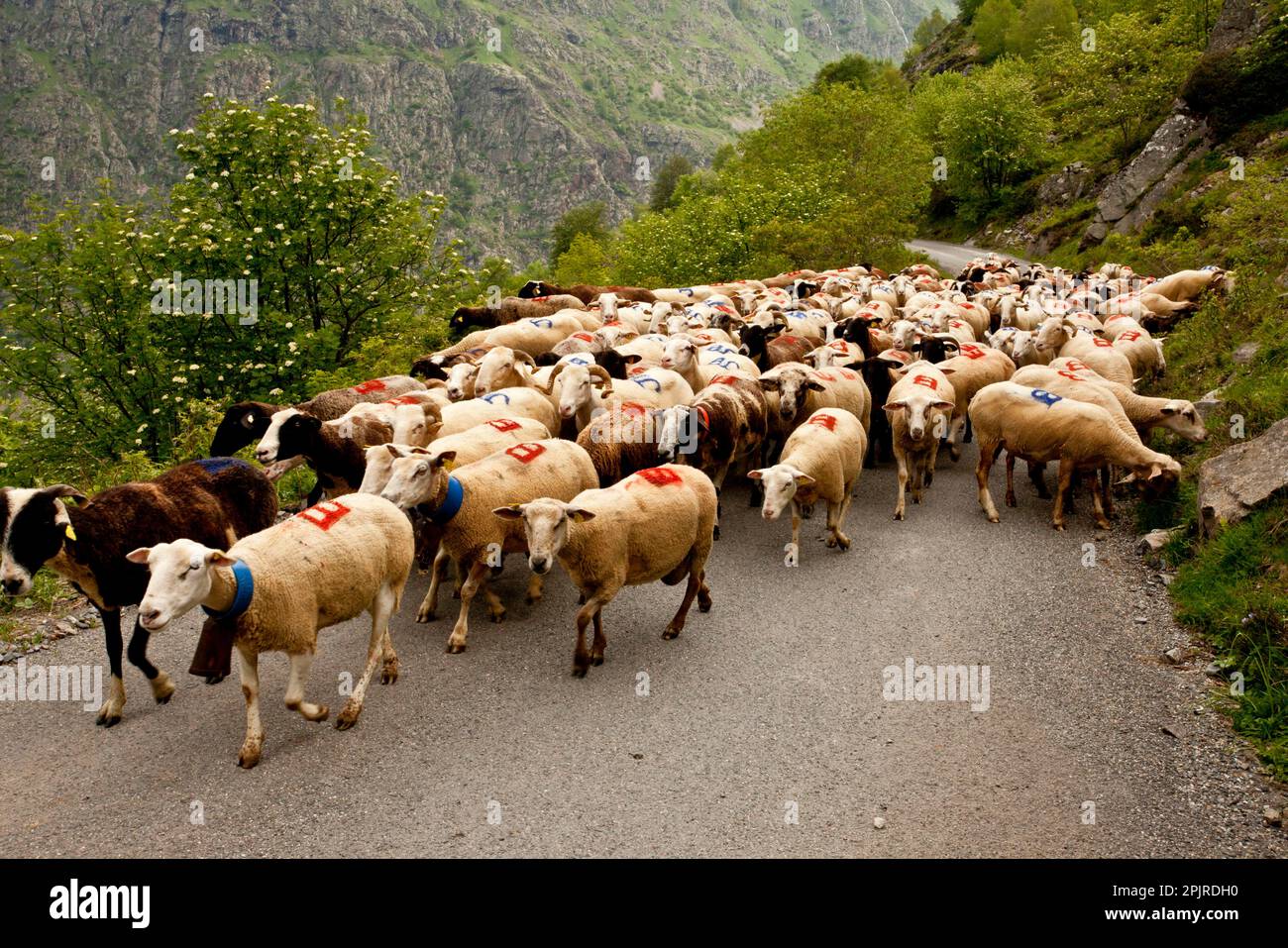 Domestic Sheep, flock being herded along road to high pastures, above ...