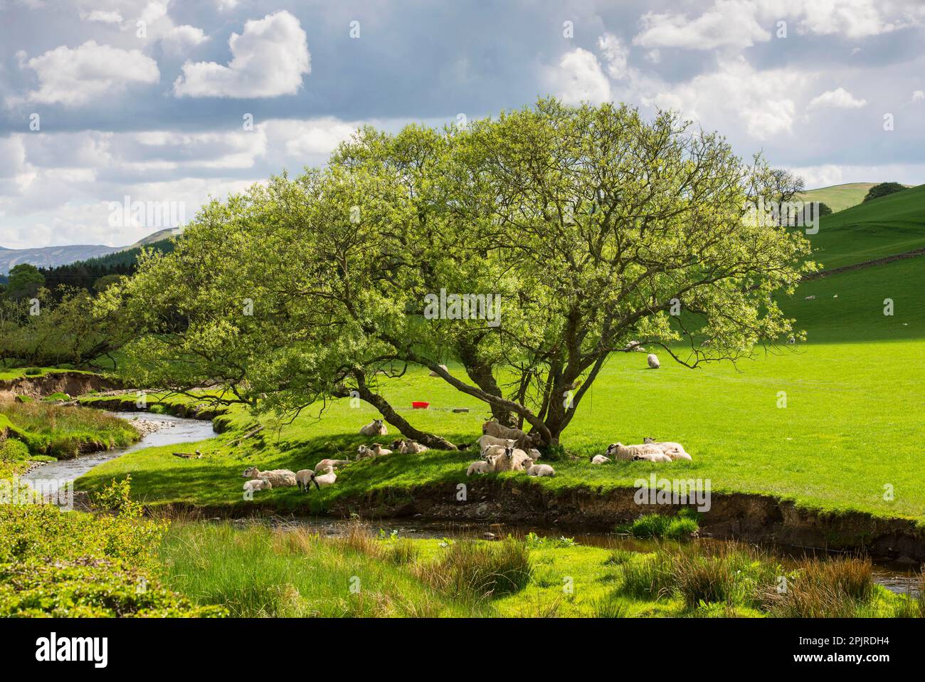 Domestic Sheep, ewes and lambs, flock resting in shade of tree in ...