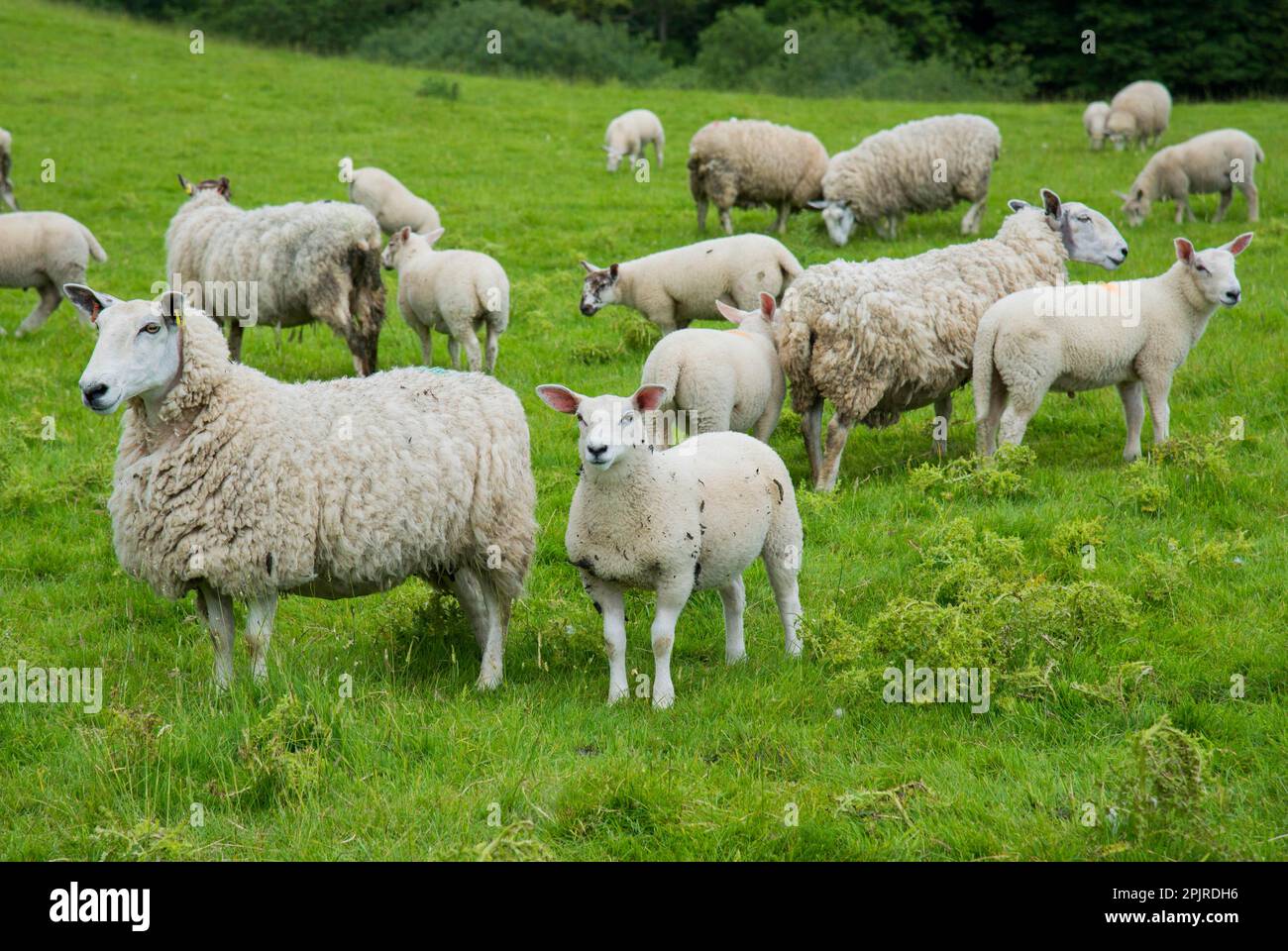 Domestic Sheep, Cheviot mule, ewes with lambs, standing in pasture ...