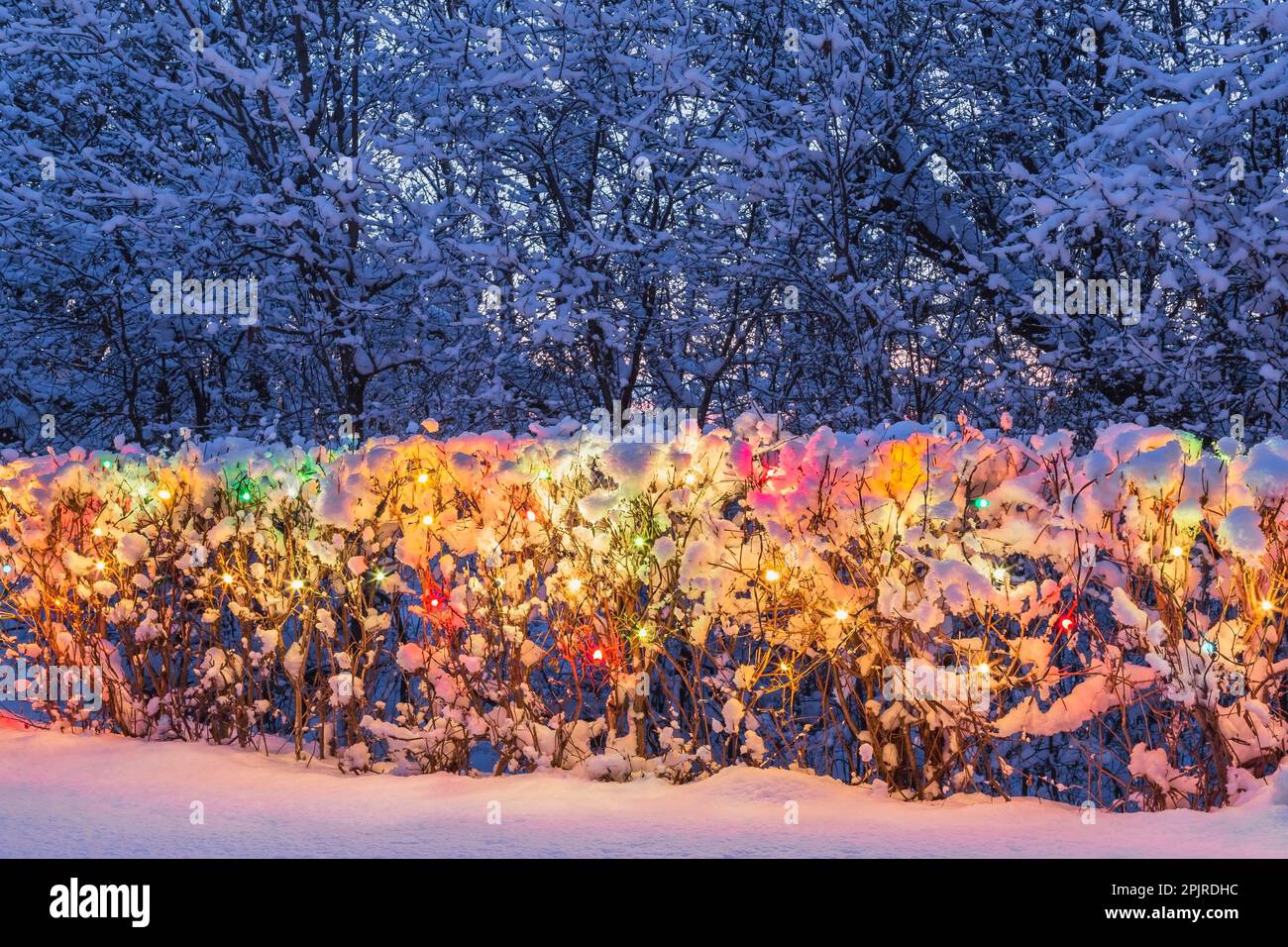 Deciduous tree hedge decorated with Christmas lights and covered with ...