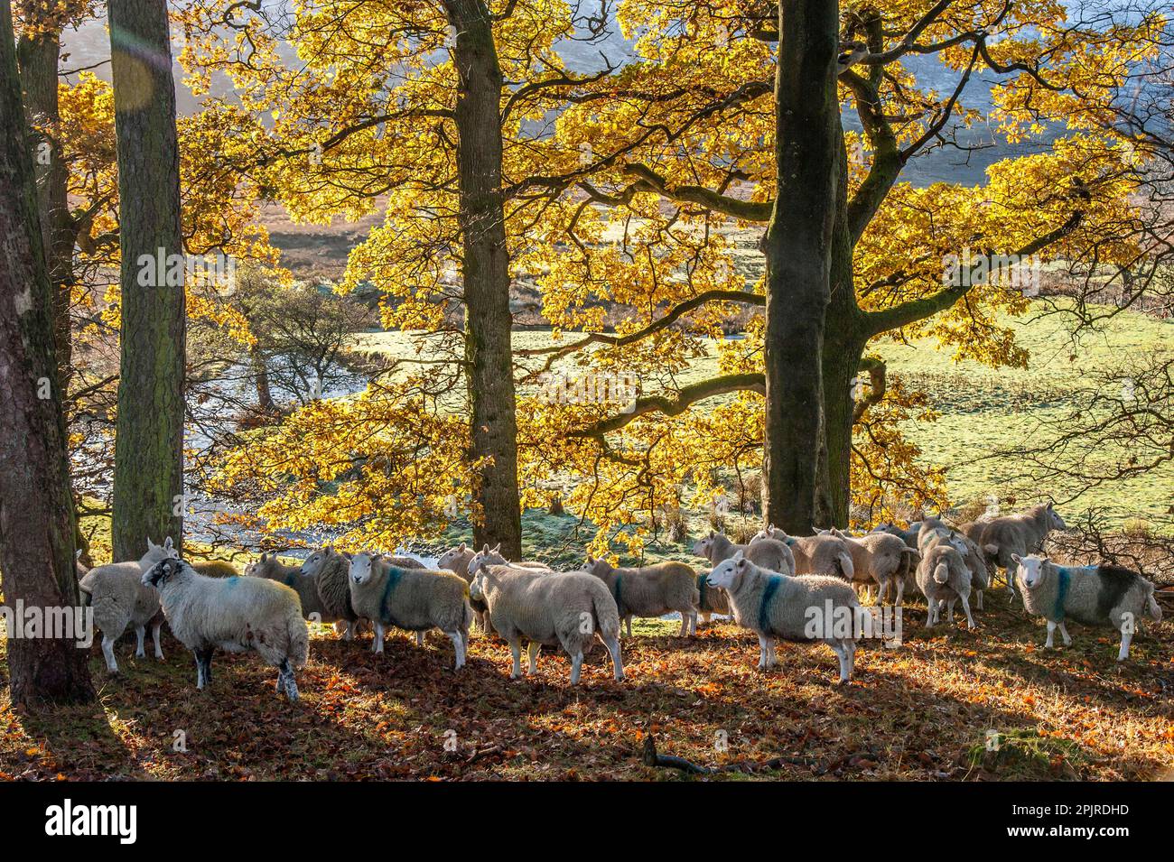 Domestic Sheep, flock standing amongst trees in autumn colour, Marshaw ...