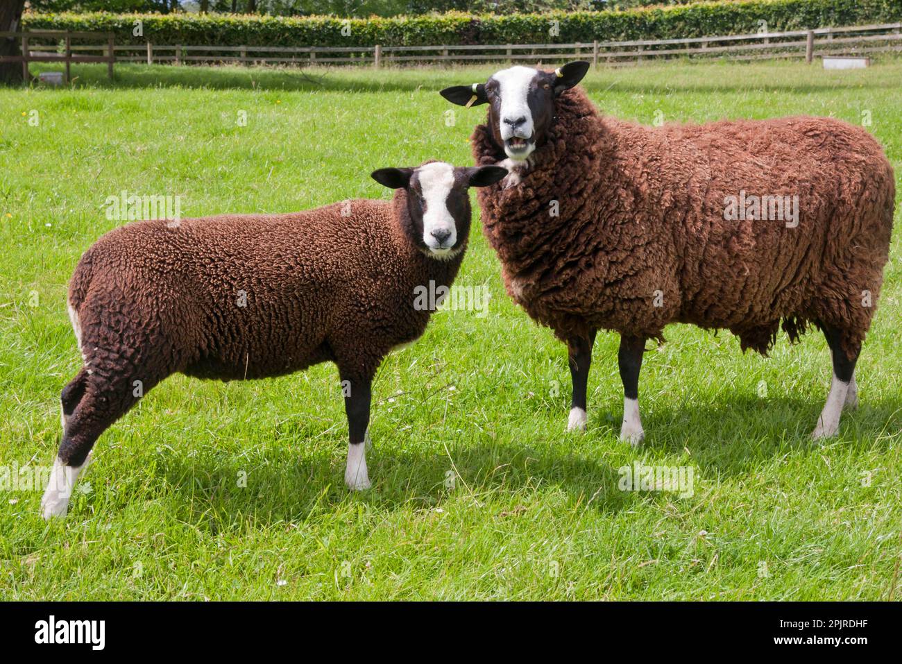 Domestic Sheep, Zwartbles Sheep, ewe and lamb, standing in pasture ...