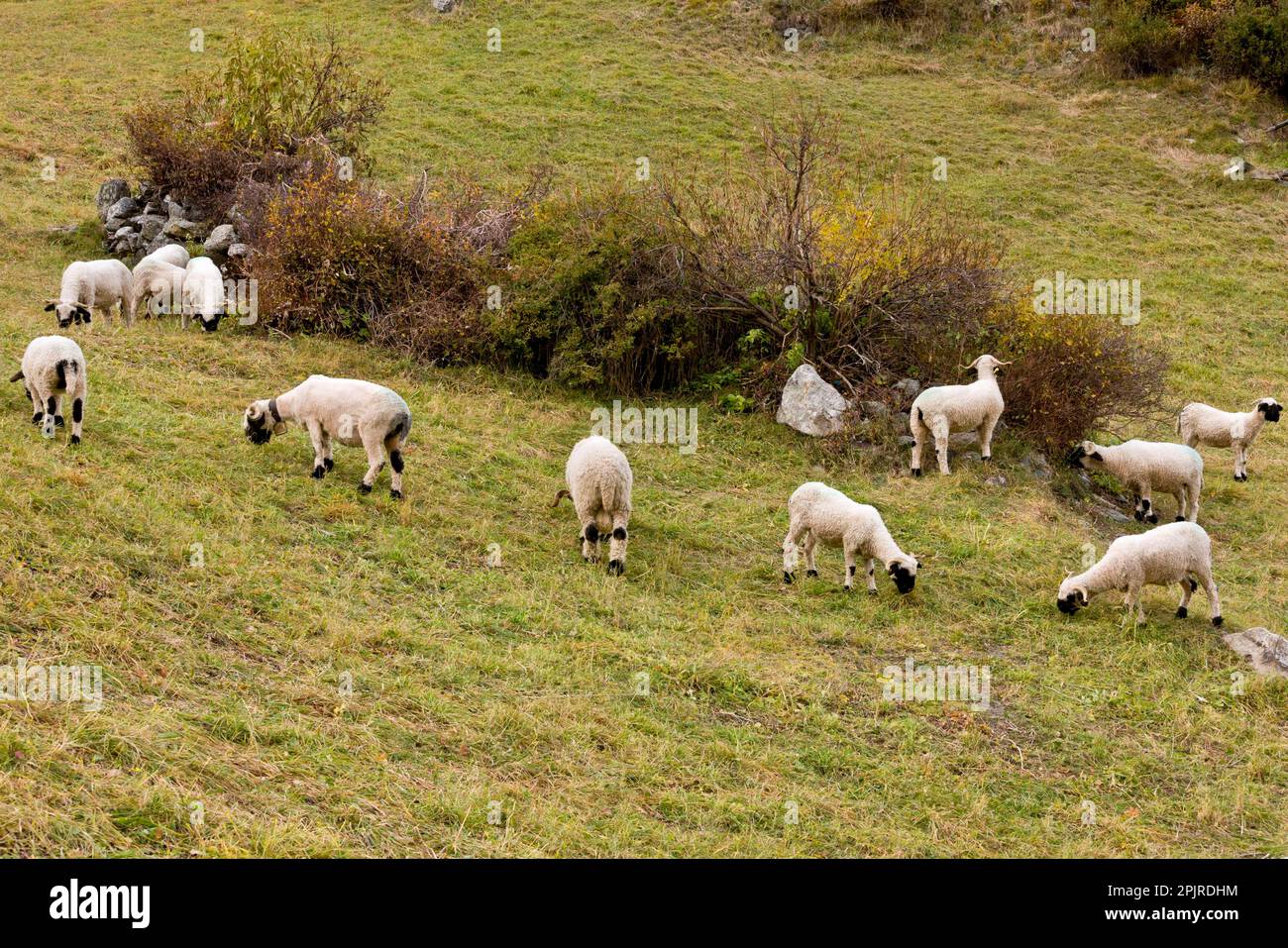 Walliser blacknose sheep hi-res stock photography and images - Alamy