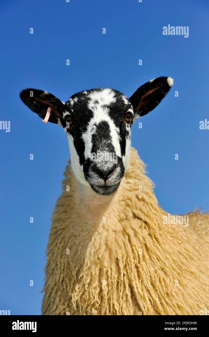 Gimmer lamb hi-res stock photography and images - Alamy
