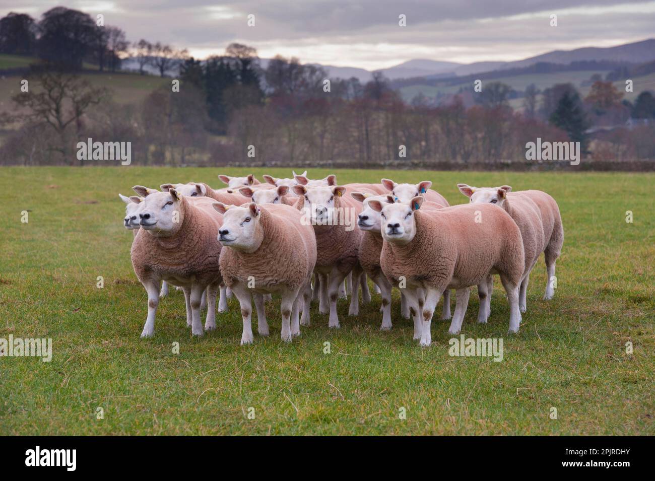 Domestic Sheep, Texel gimmers, flock standing in pasture, Selkirk, Scottish Borders, Scotland ...