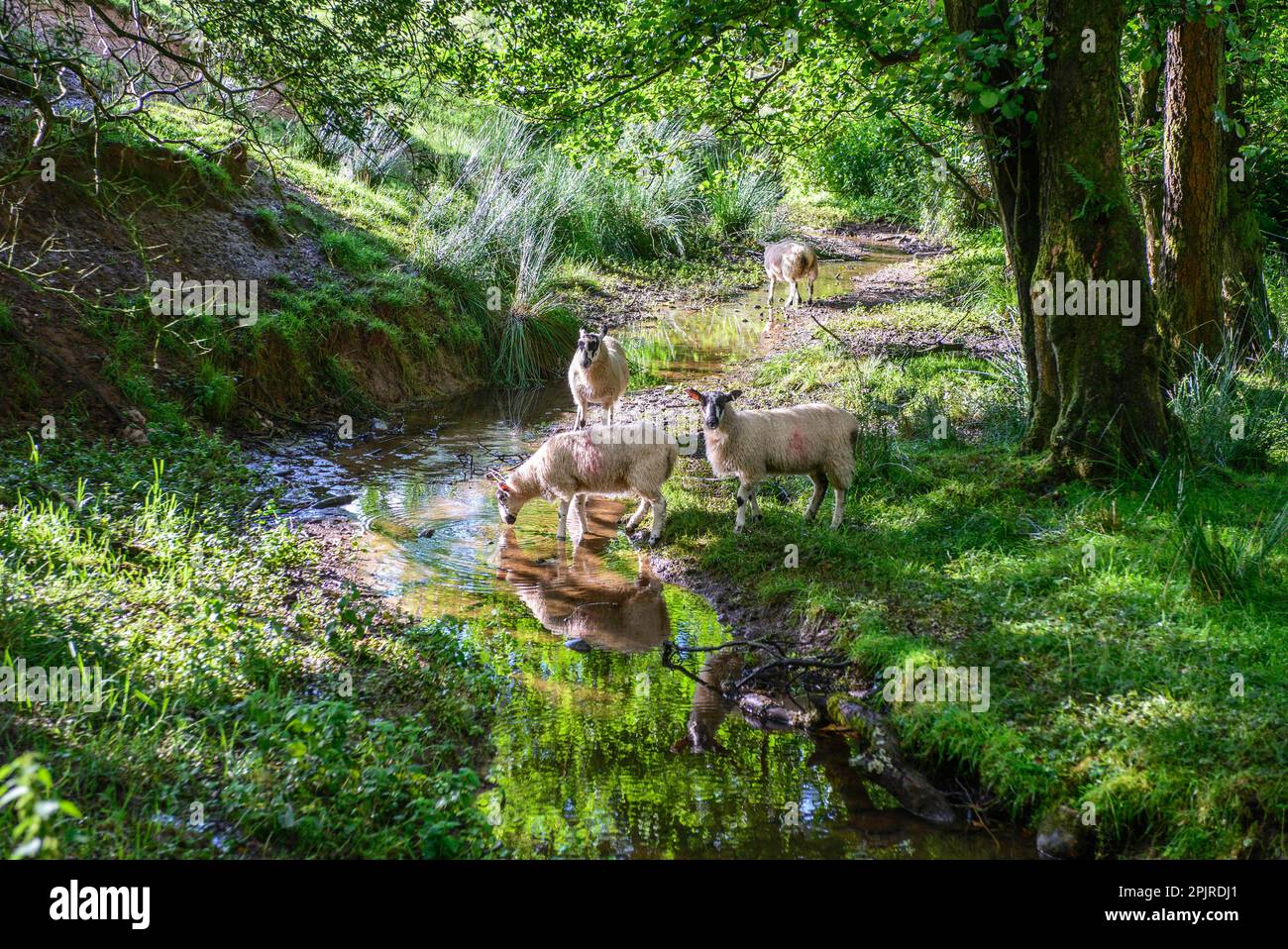 Domestic Sheep, mule ewes, drinking from stream, Greystoneley Brook ...