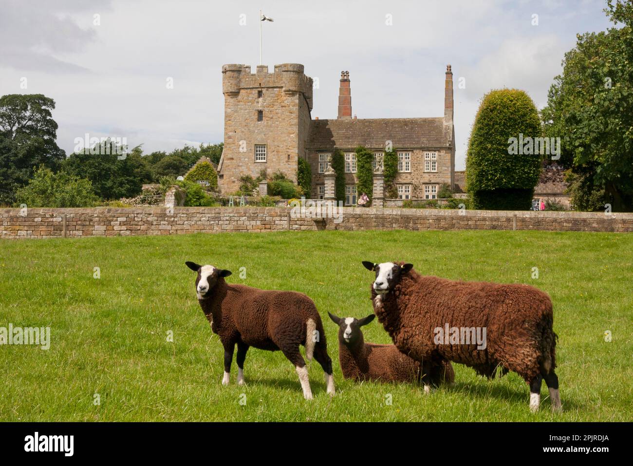 Domestic Sheep, Zwartbles Sheep, ewe and lambs, in pasture, with 17th ...
