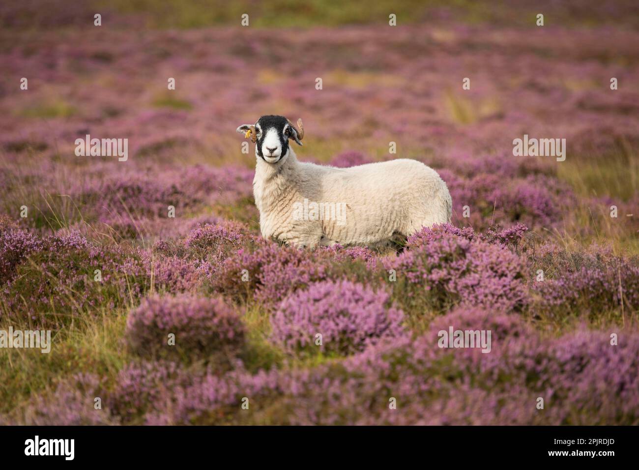 Domestic Sheep, Swaledale ewe, standing amongst flowering heather ...