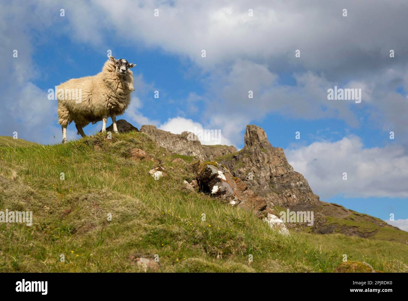 Domestic sheep, adult, standing on moorland, The Quiraing, Meall na ...
