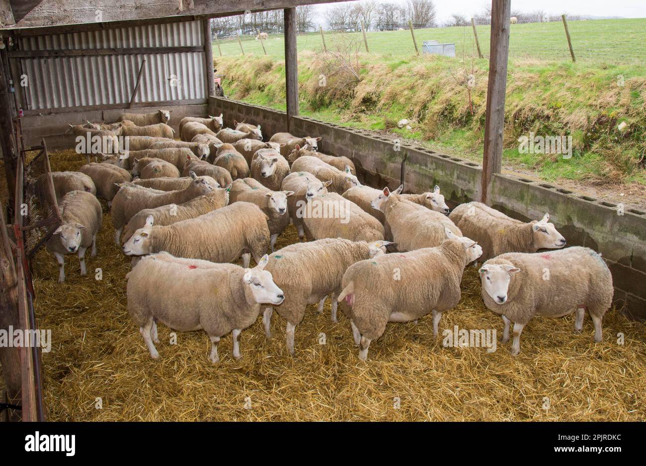 Sheep with straw hi-res stock photography and images - Alamy