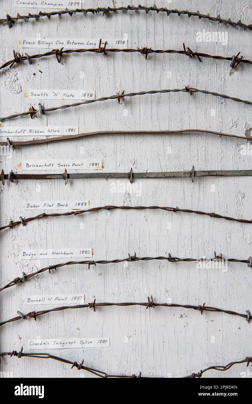 A mounted display of different antique barbed wire fencing varieties ...