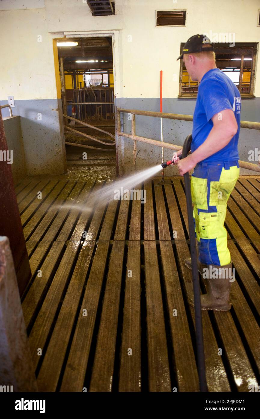 Dairy farmers clean milking parlour, spray slatted floor, Sweden Stock ...