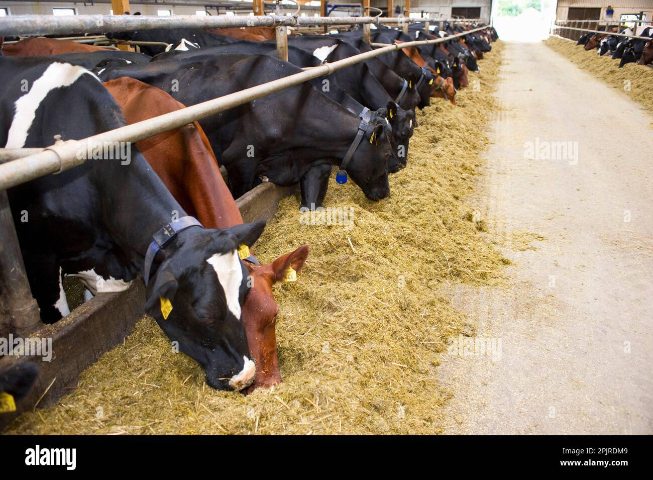 Dairy cattle, dairy herd, cows feeding on silage, in loose housing on ...